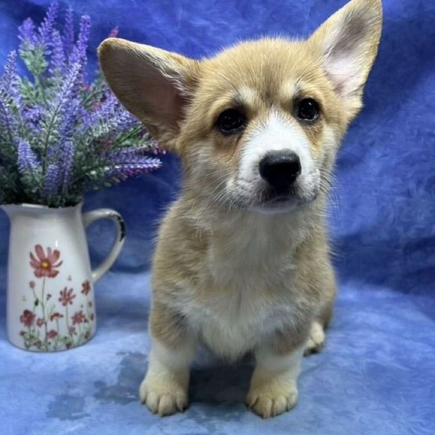 Вельш корги пемброк антидеприсант