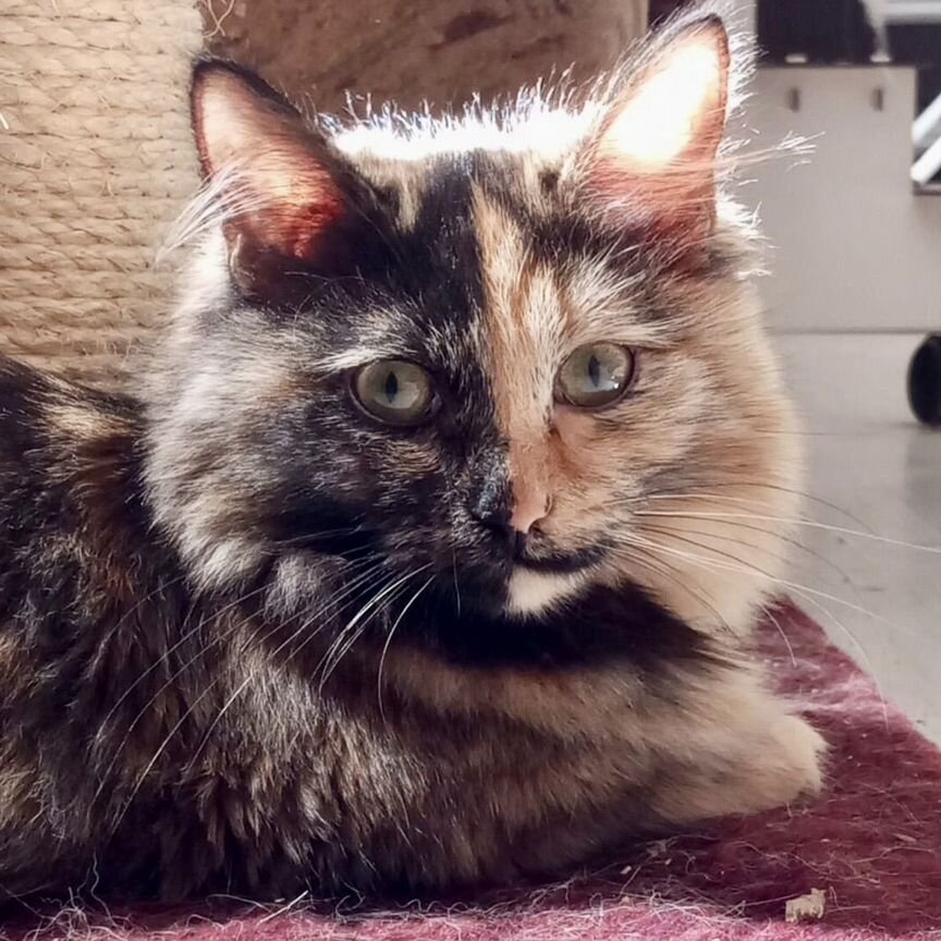 Взрослая кошка в добрые руки