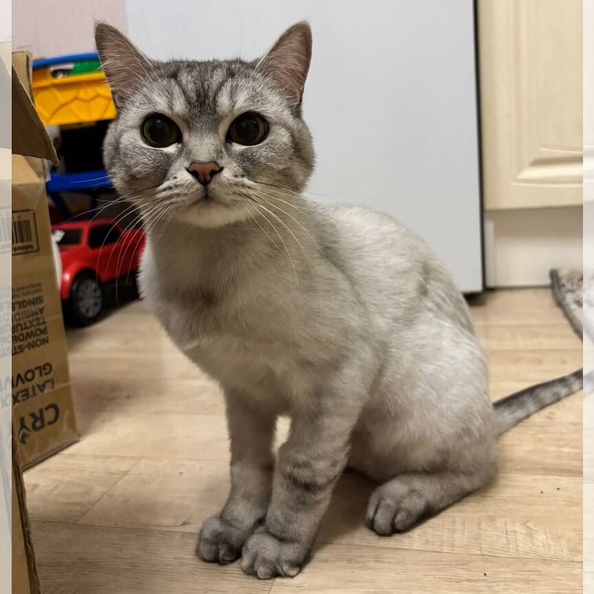 Британский короткошёрстный, взрослый кот