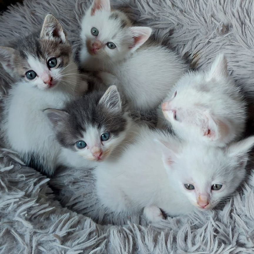 Котята Камчатского бобтэйла