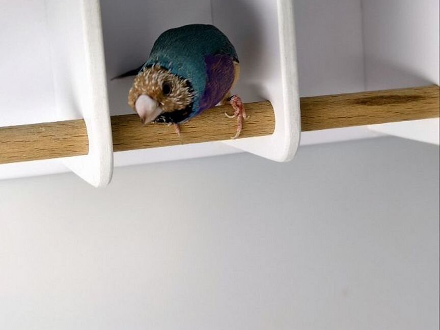 Амадины гульда