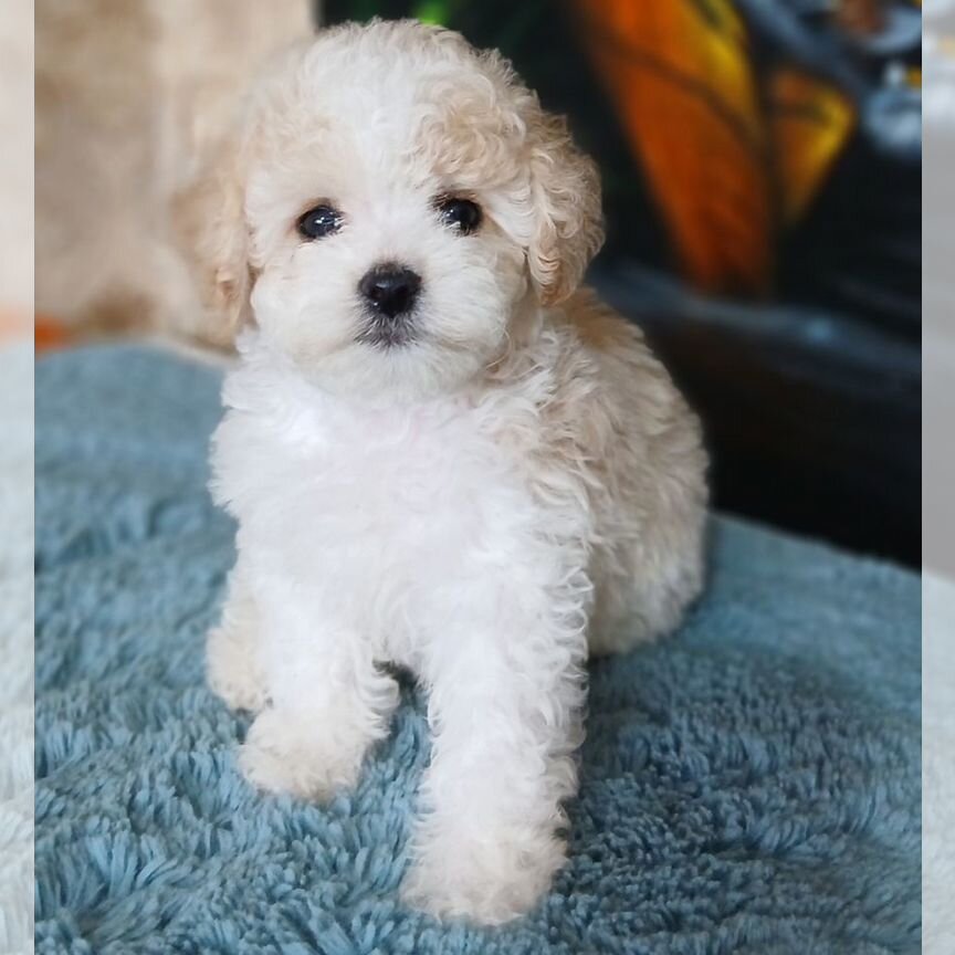 Бишон фризе, щенок