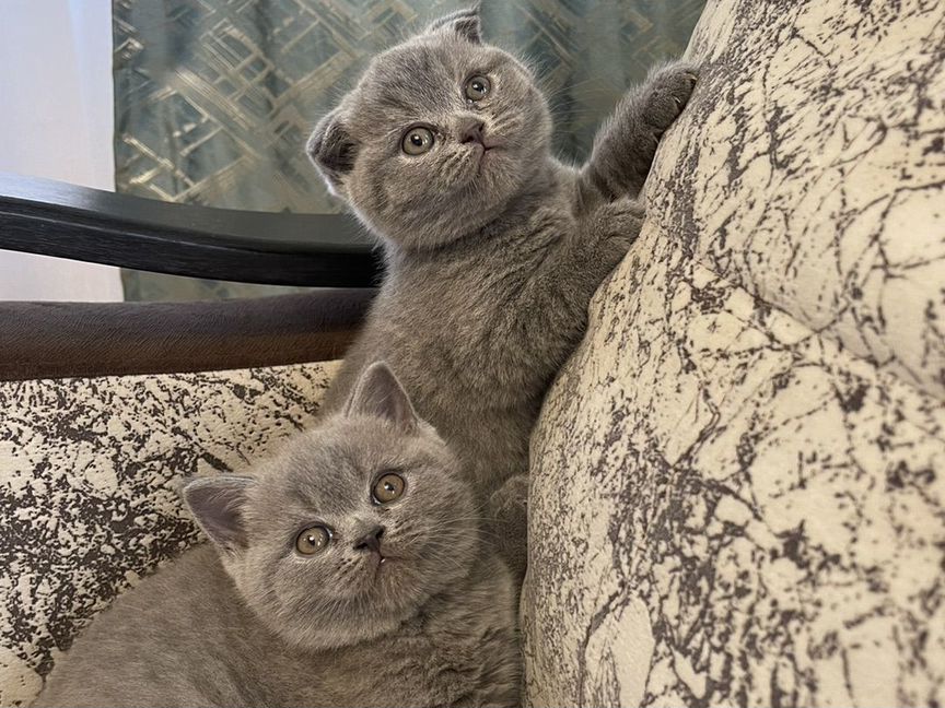 Шотландские вислоухие котята