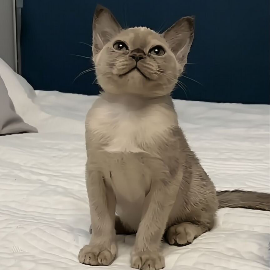 Европейский бурманский котёнок