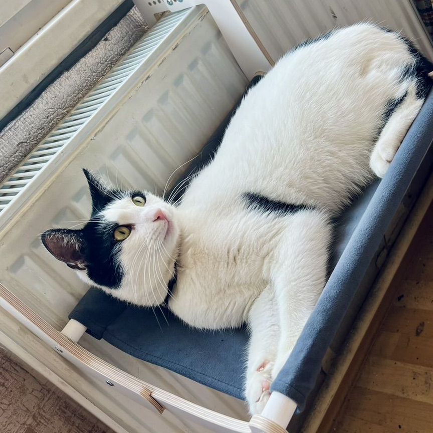 Домашняя кошка