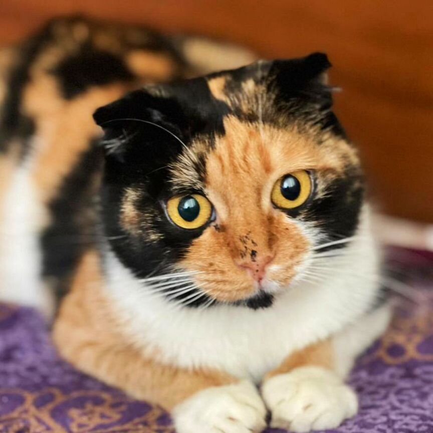 Кошка в дар бесплатно