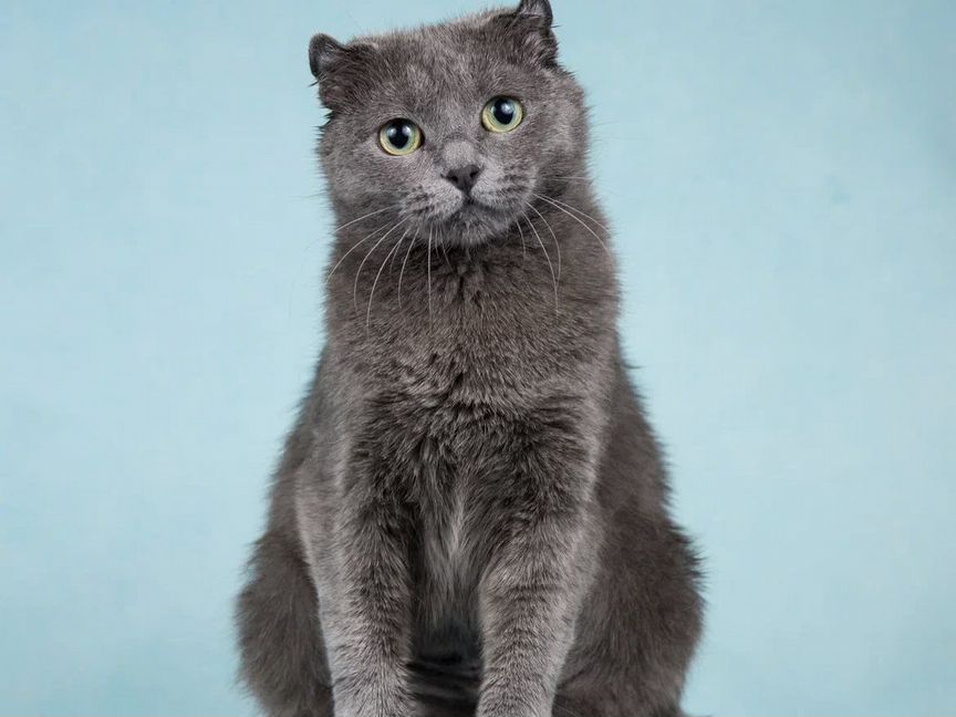 Кошечка Новелла 1 год