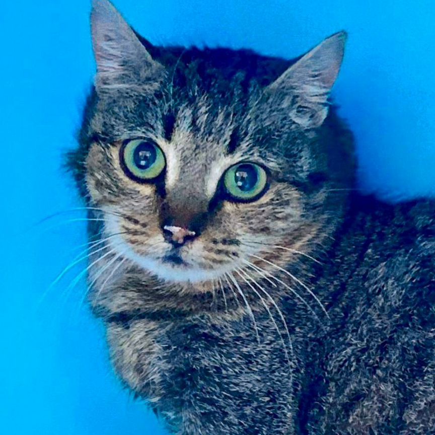 Верона ждет своего человека