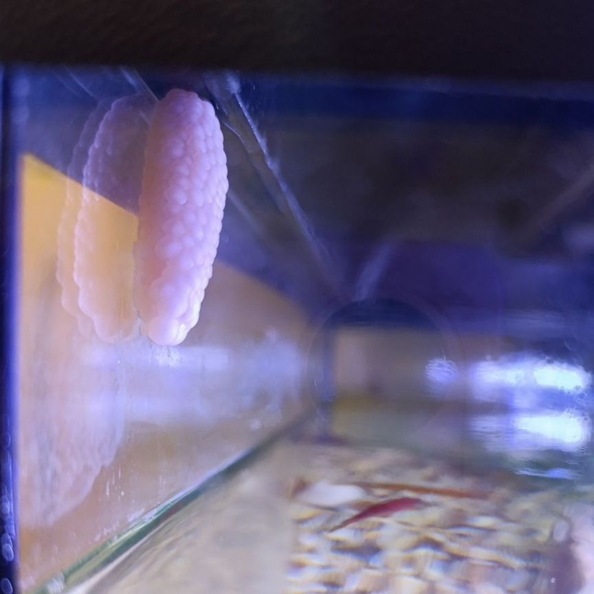 Икра ампулярии