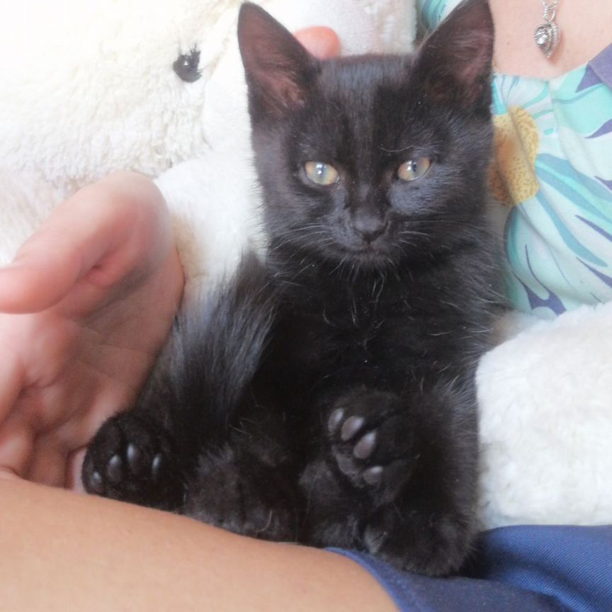 Котёнок