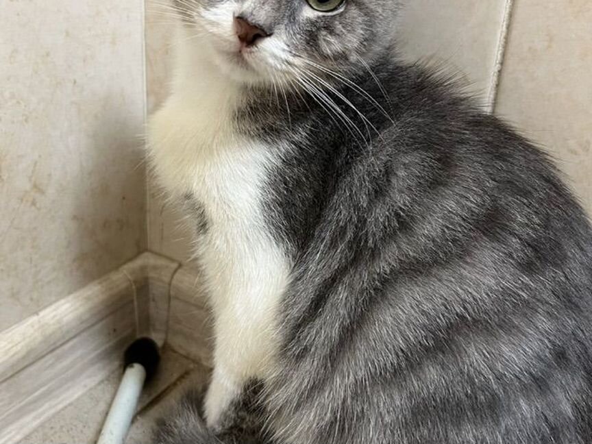 Котенок тигренок