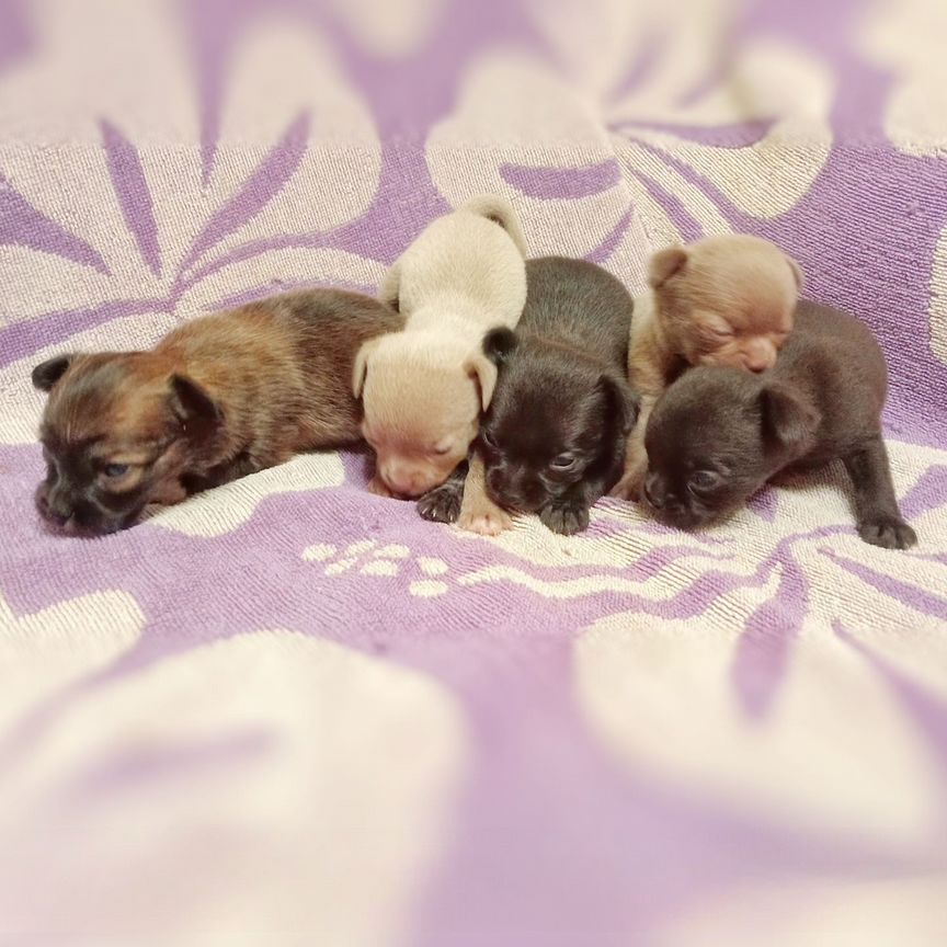Щенки чихуахуа мини