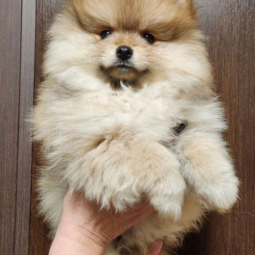 Померанский шпиц, щенок