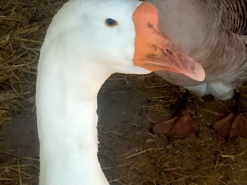 Гуси тяжеловесы Тулуз и Холмогор