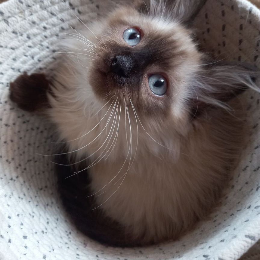 Невский маскарадный котёнок