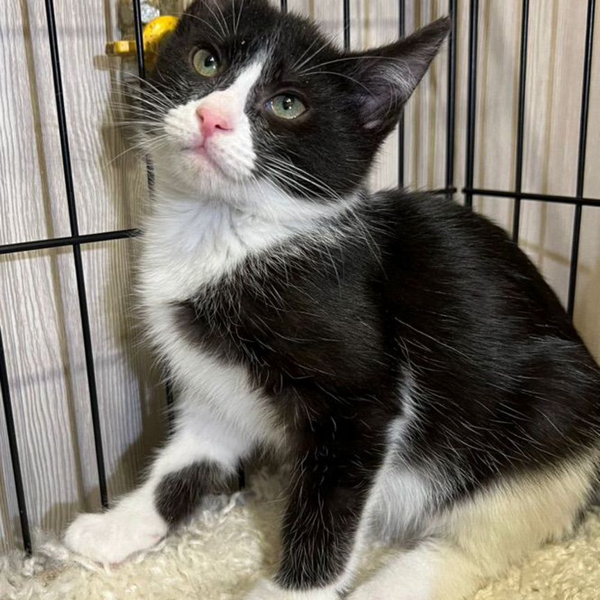 Котёнок в добрые руки