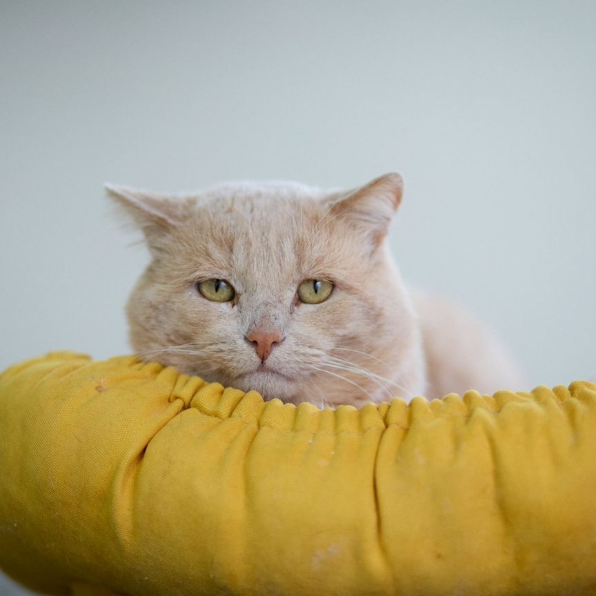 Взрослый кот в добрые руки