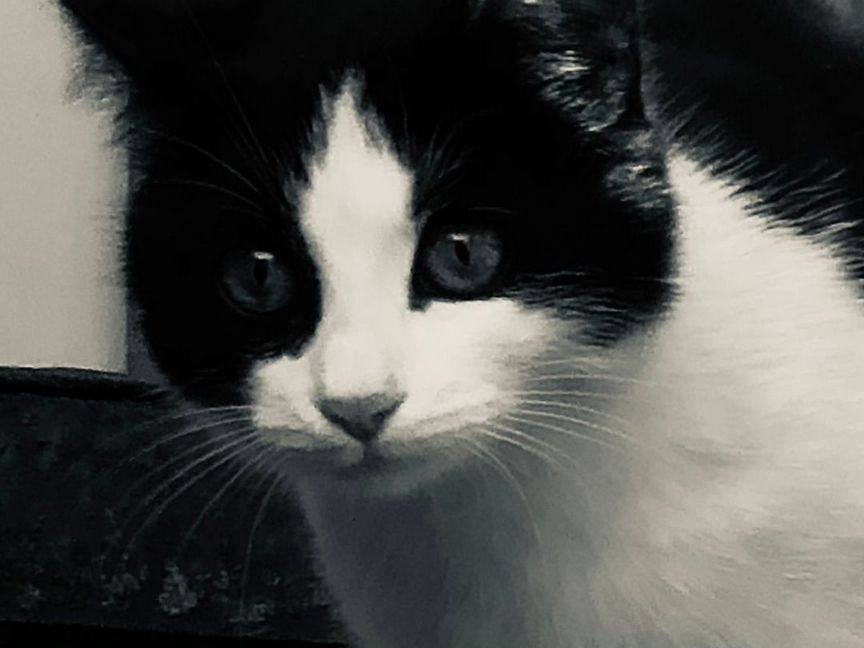 Пристраивается котик