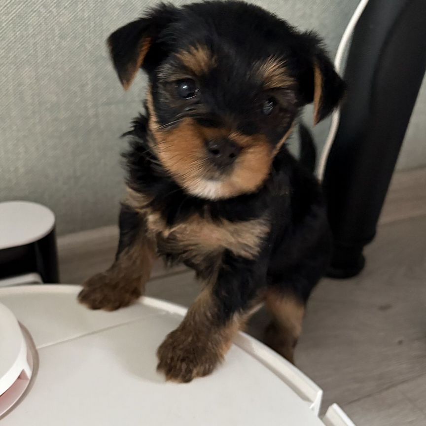 Йоркширский терьер, щенок