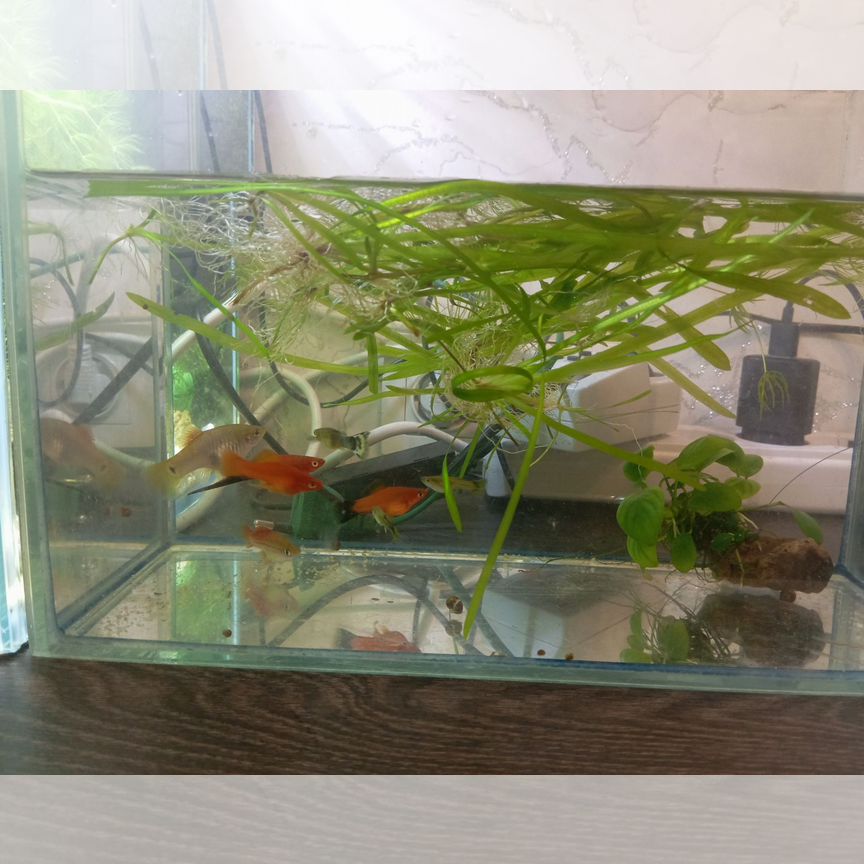 Рыбки растения креветки