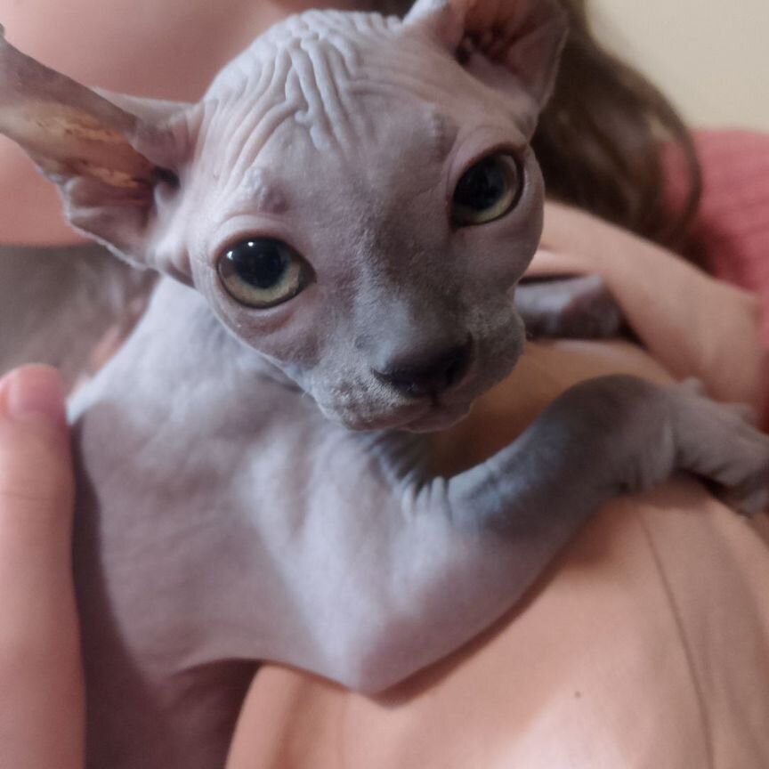 Канадский сфинкс эльф котенок