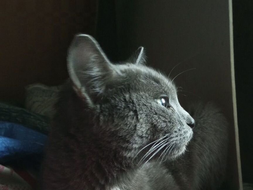 Молодой котик в заботливые руки