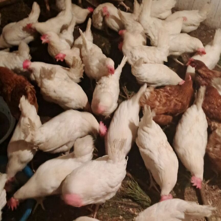 Куры несушки