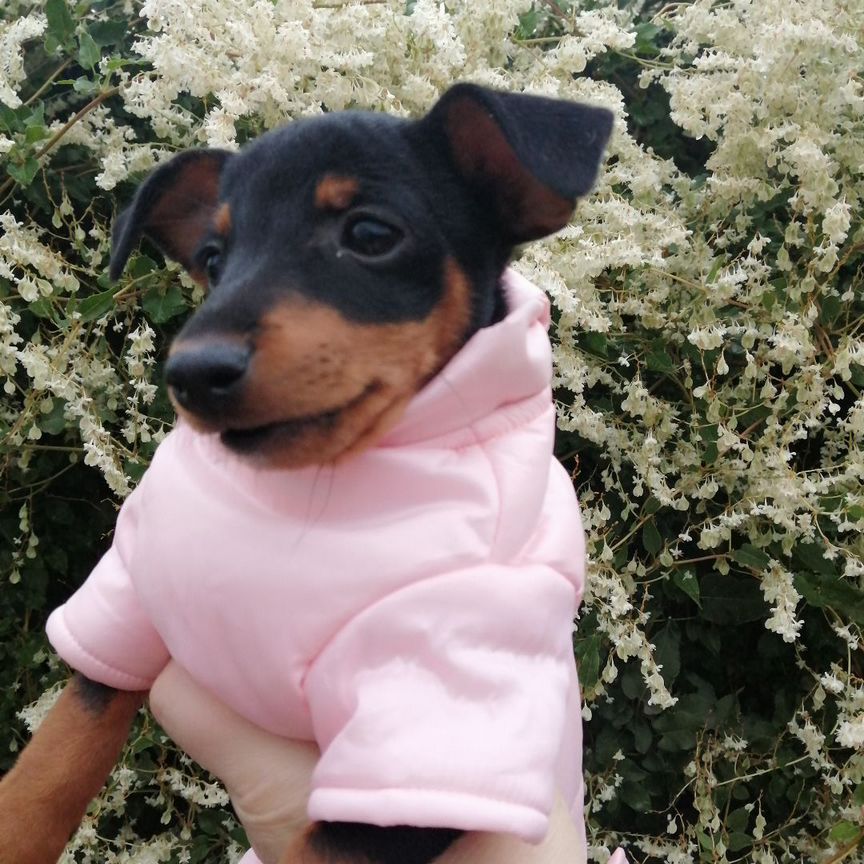 Щенки цвергпинчера