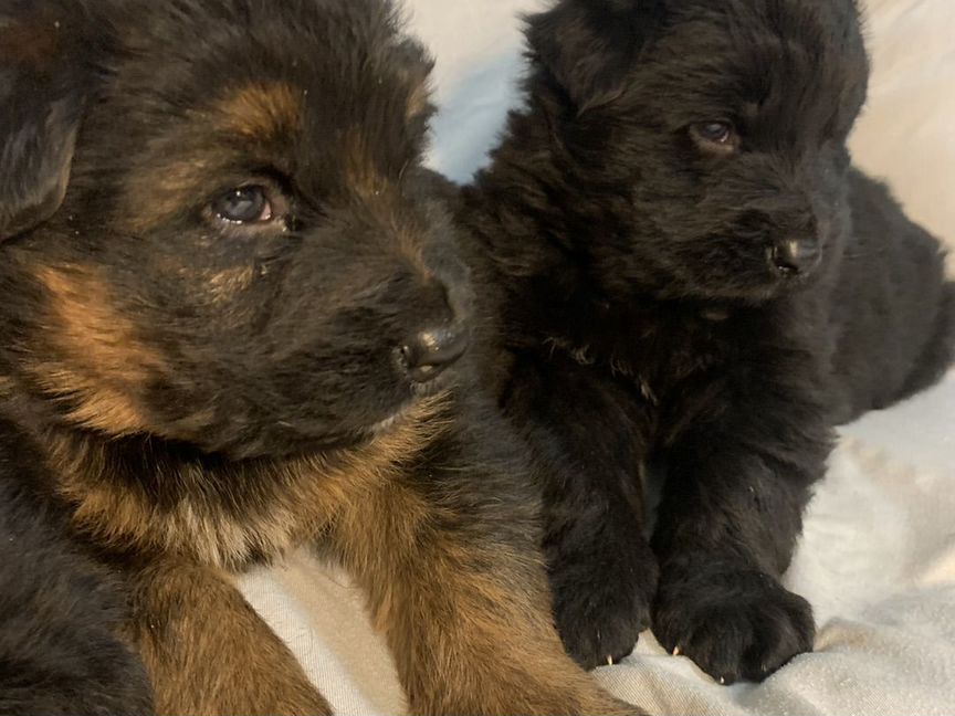 Шикарные Щенки Немецкой Овчарки