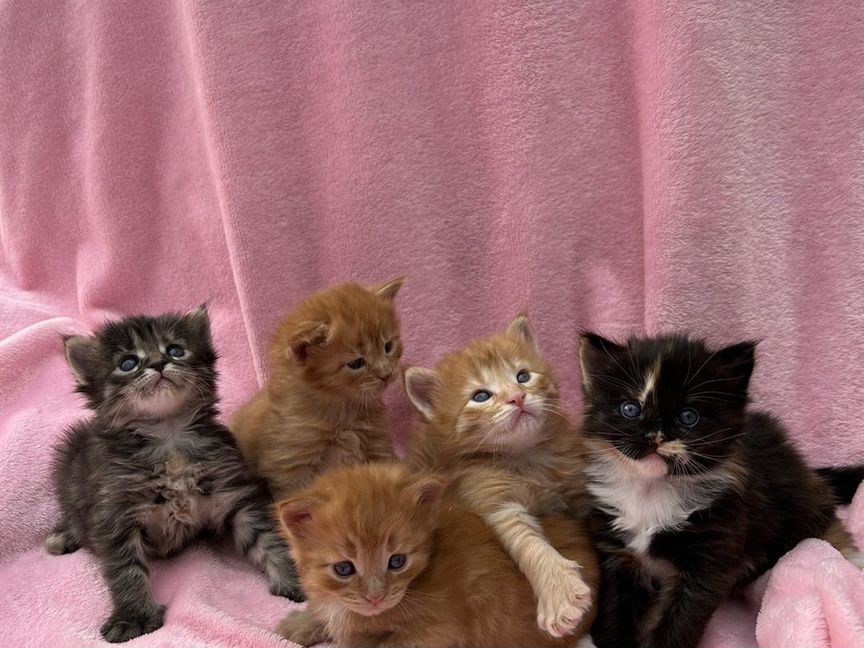 Котята мейн-кун помесь