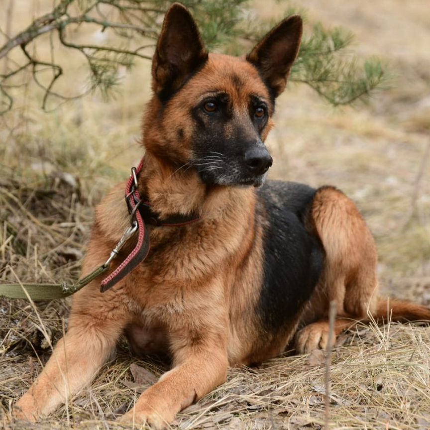 Немецкая овчарка, взрослая собака