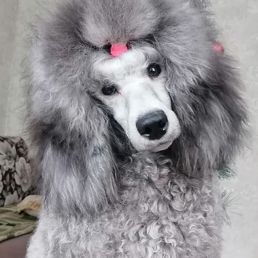 Пудель