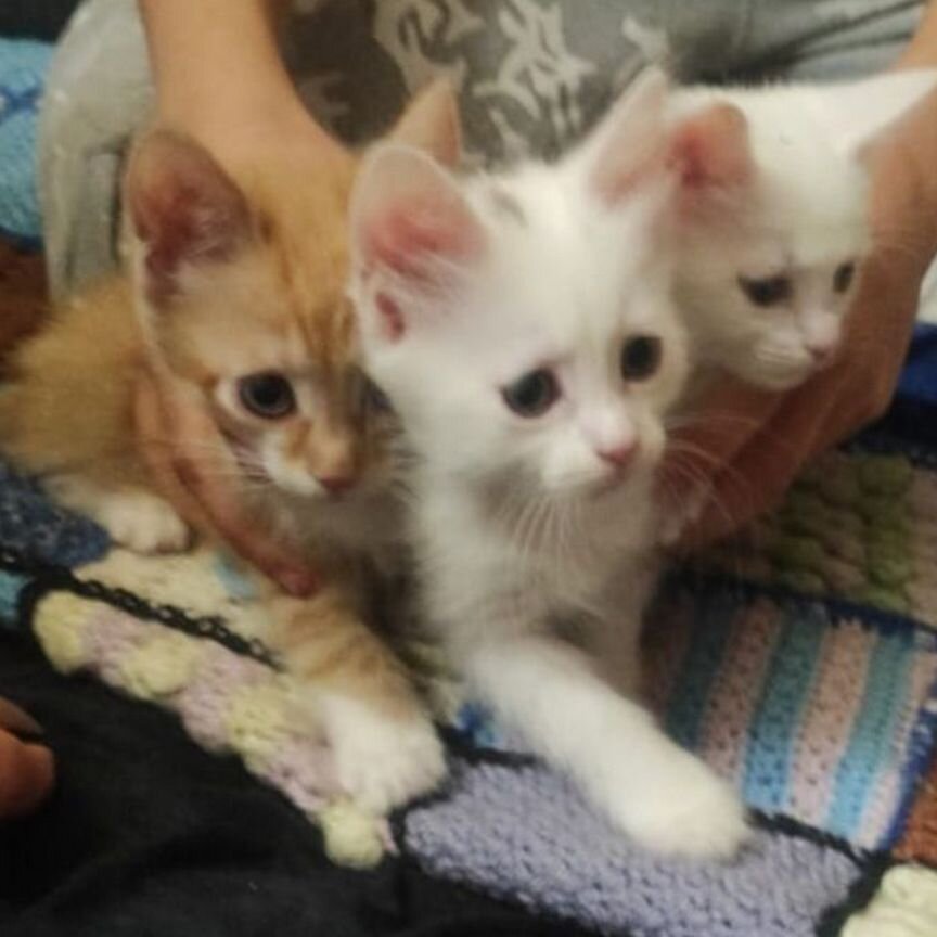 Котята в добрые руки