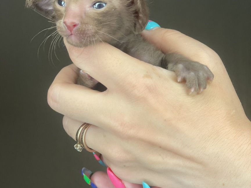 Ориентальные котята