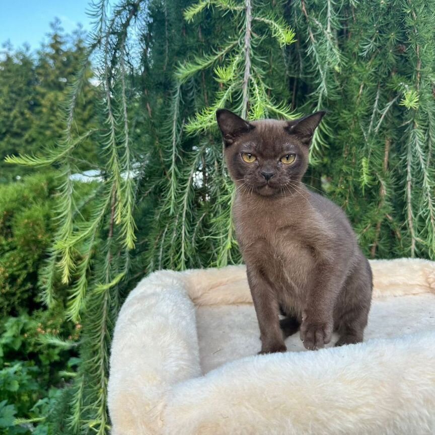 Соболиный котик