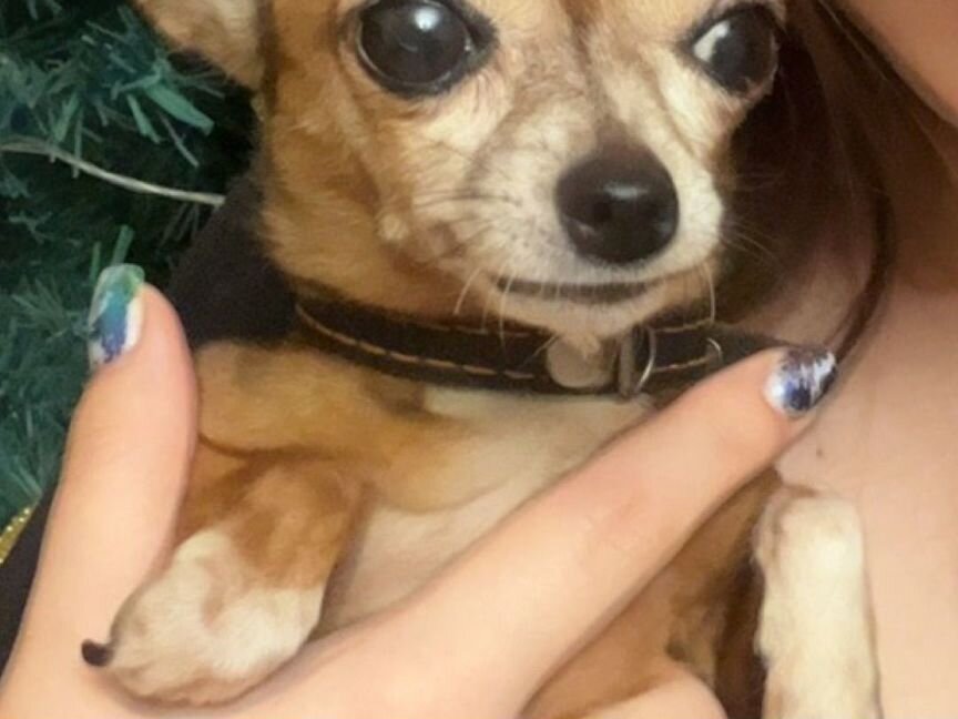 Чихуахуа ищет дом/куратора