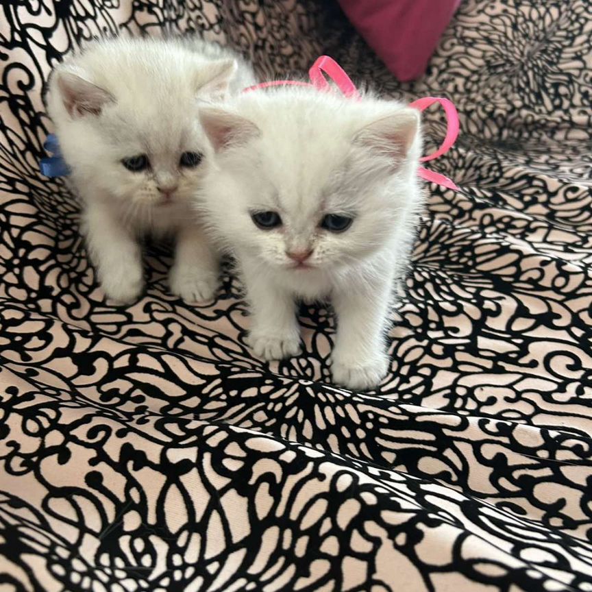 Британские котята