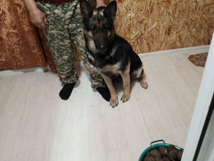 Восточноевропейская овчарка
