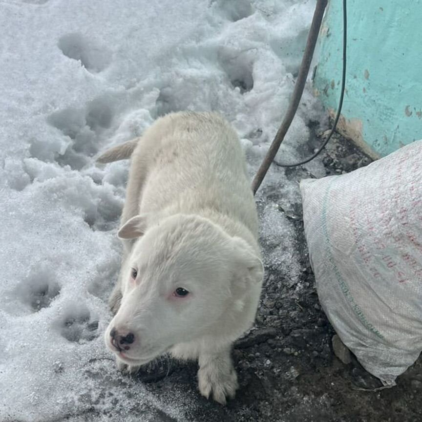 Щенок в добрые руки