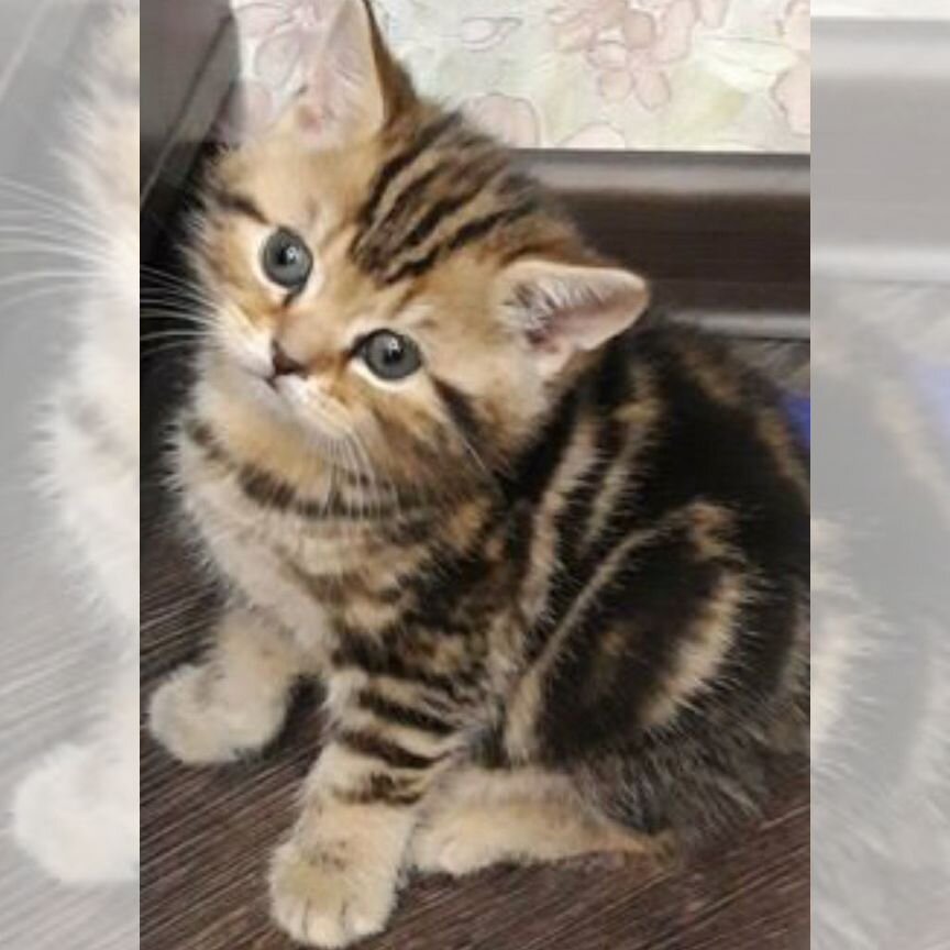 Шотландские мраморные котята