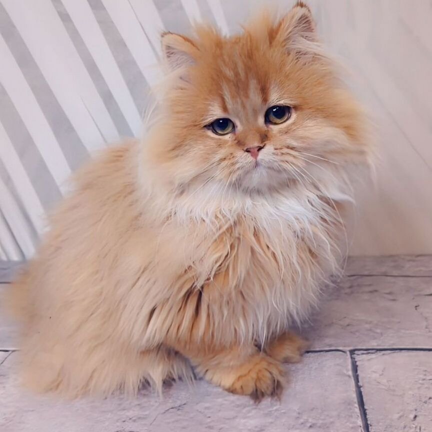 Хайленд страйт