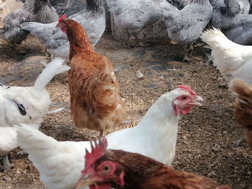 Куры несушки