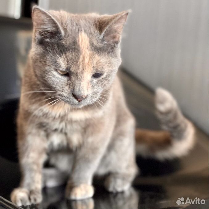 Котенок пятнистый/девочка