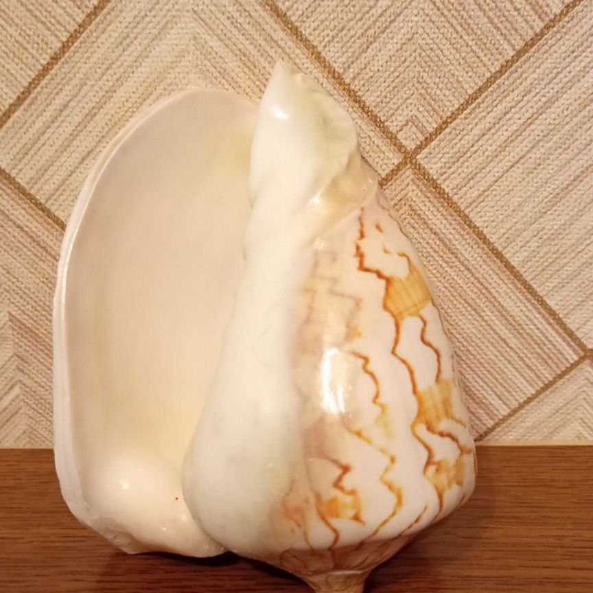 Морская ракушка