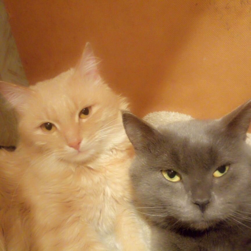 Кошка рыжик и дымок потерянные кошки