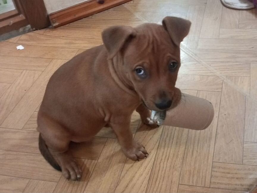 Стафик в добрые руки