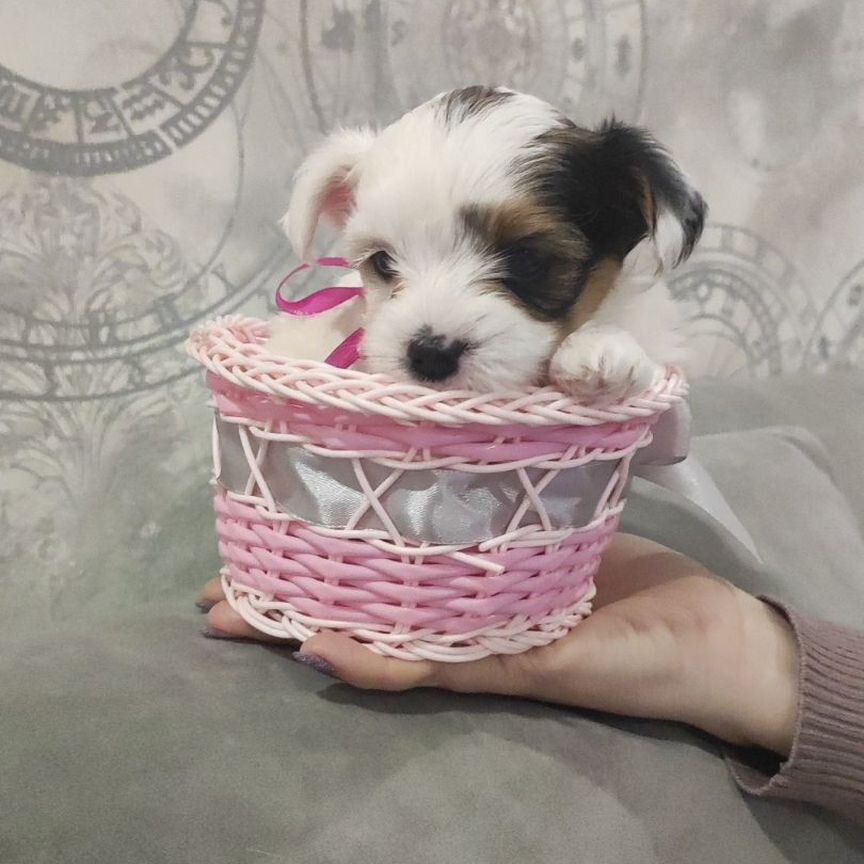 Бивер-йоркширский терьер, щенок