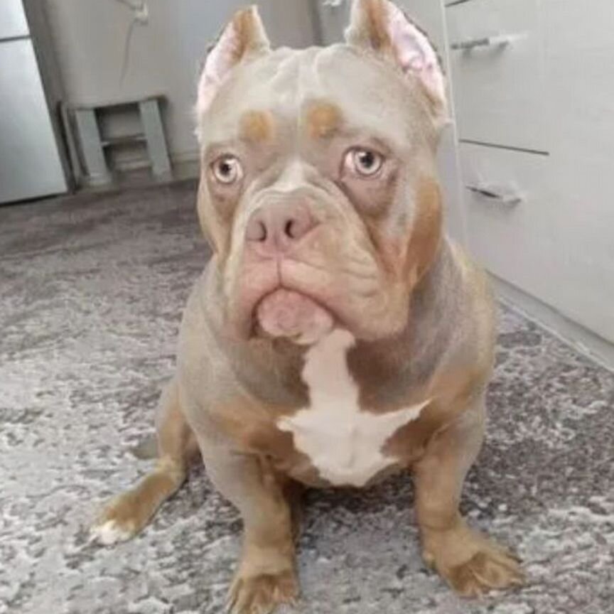 Американский булли, щенок