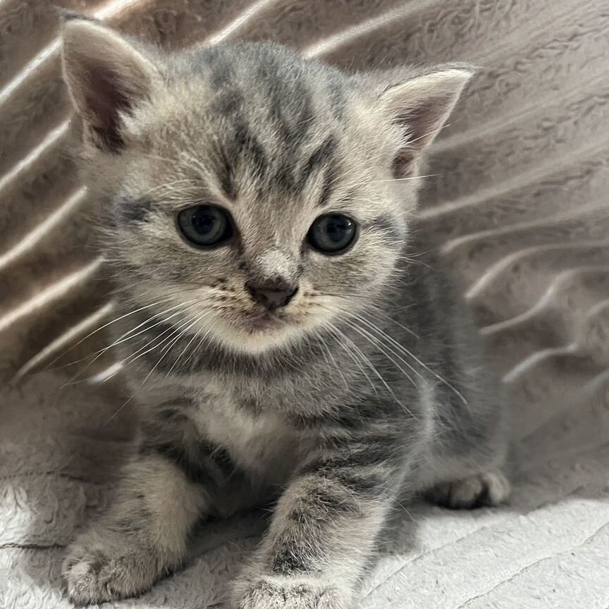 Шотландский прямоухий короткошёрстный котёнок
