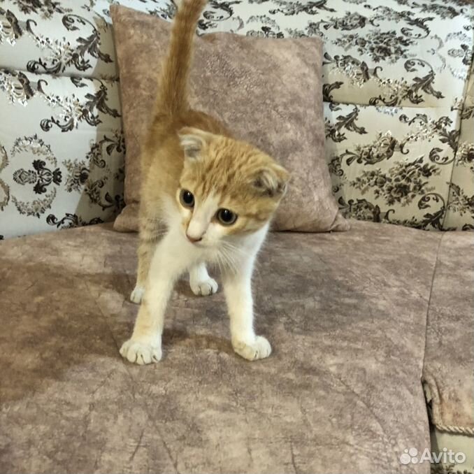 Продам котят шотландцев